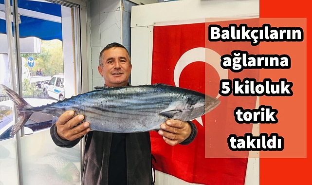 5 kilogramlık torik ağlarda! - GÜNCEL - BARTIN HALK GAZETESİ | BARTIN ...