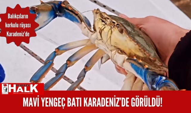 Nadir görülen Mavi Yengeç Batı Karadeniz’de görüldü - GÜNCEL - BARTIN ...